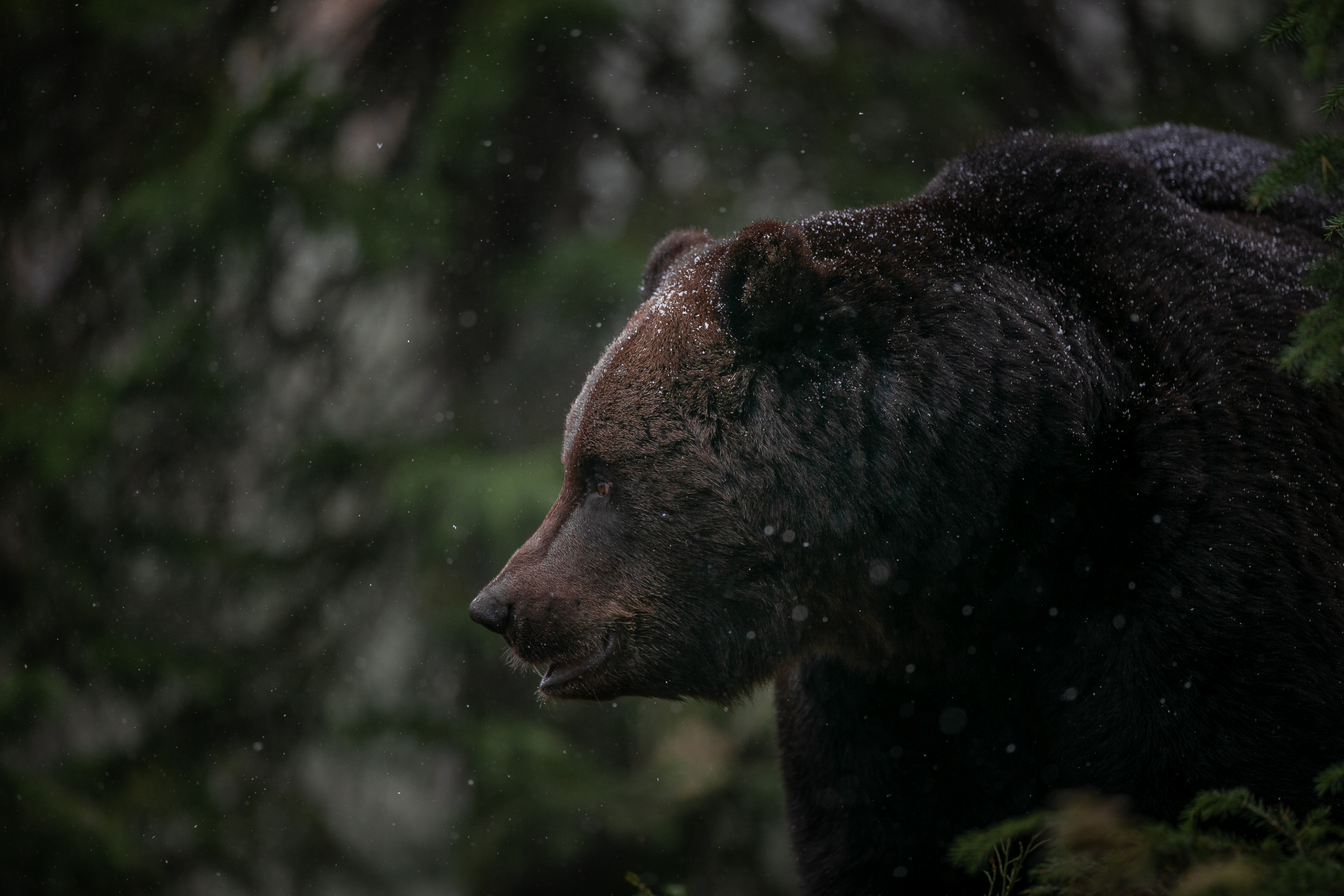 Brown Bears and the First snow – Wild Life