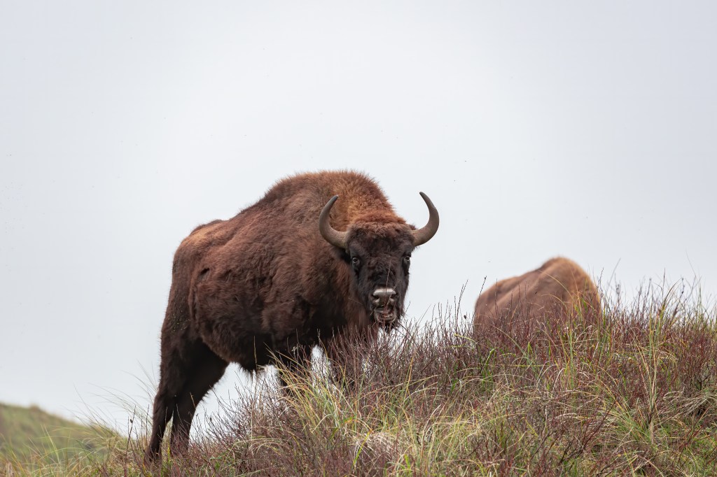 The European Bison in the Netherlands – Wild Life
