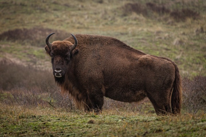 The European Bison in the Netherlands – Wild Life